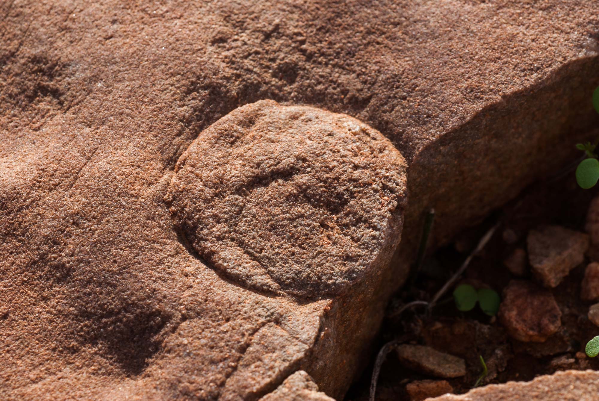 Ancestors like aliens: clues from the Cambrian explosion - Flinders ...