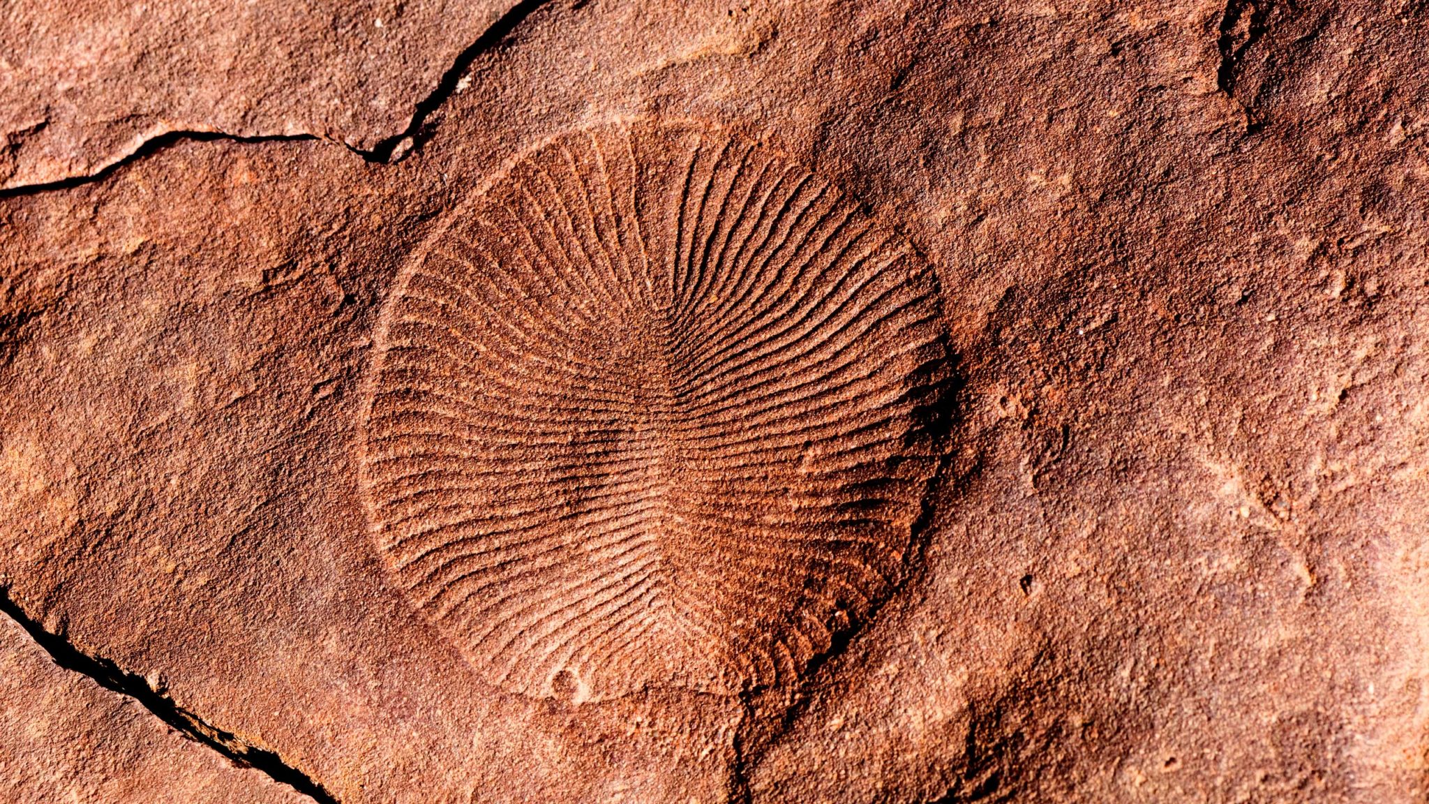 The curious geologist - ABC Radio National - Flinders Ranges Ediacara ...