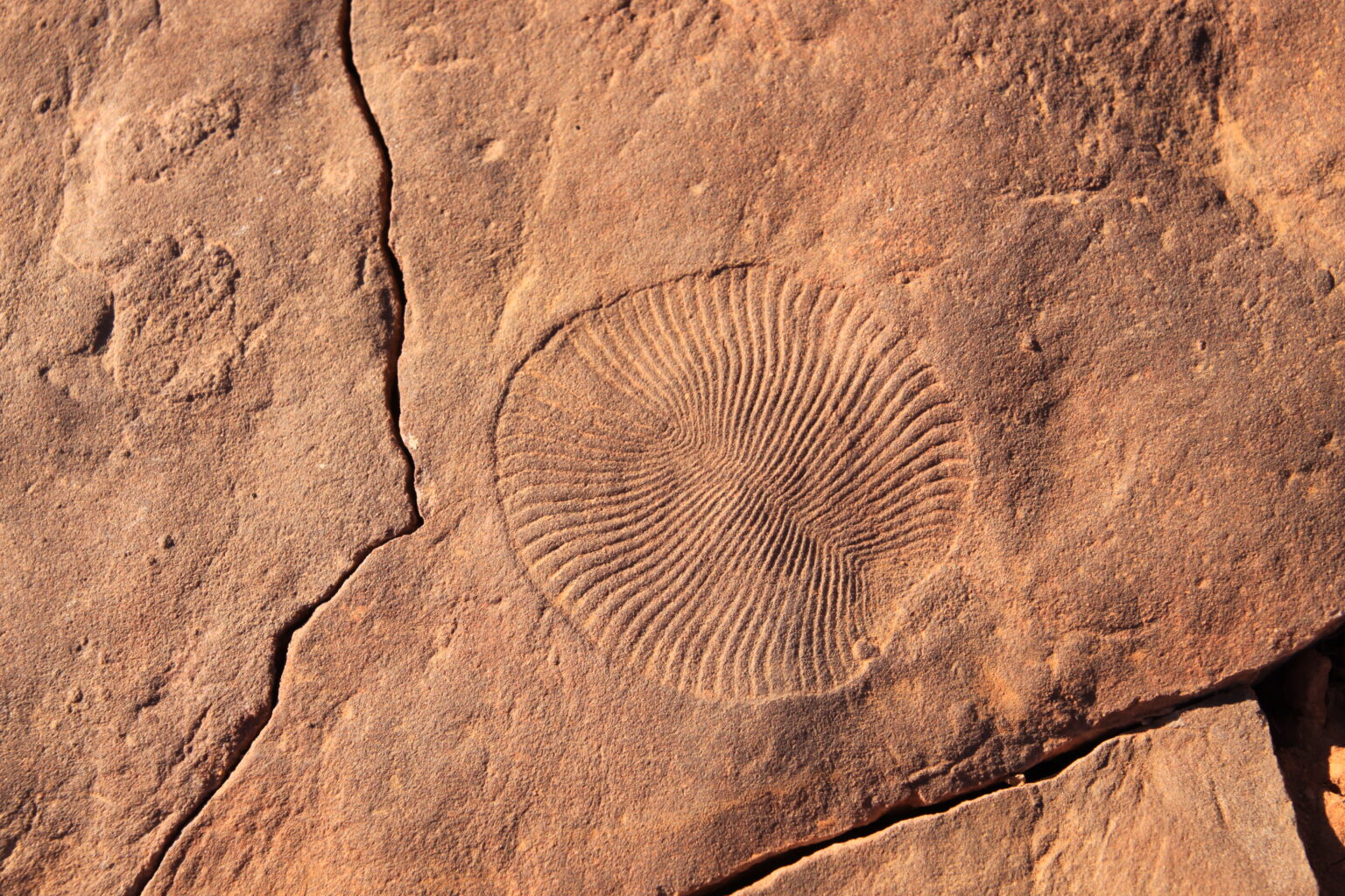 Learning - Flinders Ranges Ediacara Foundation